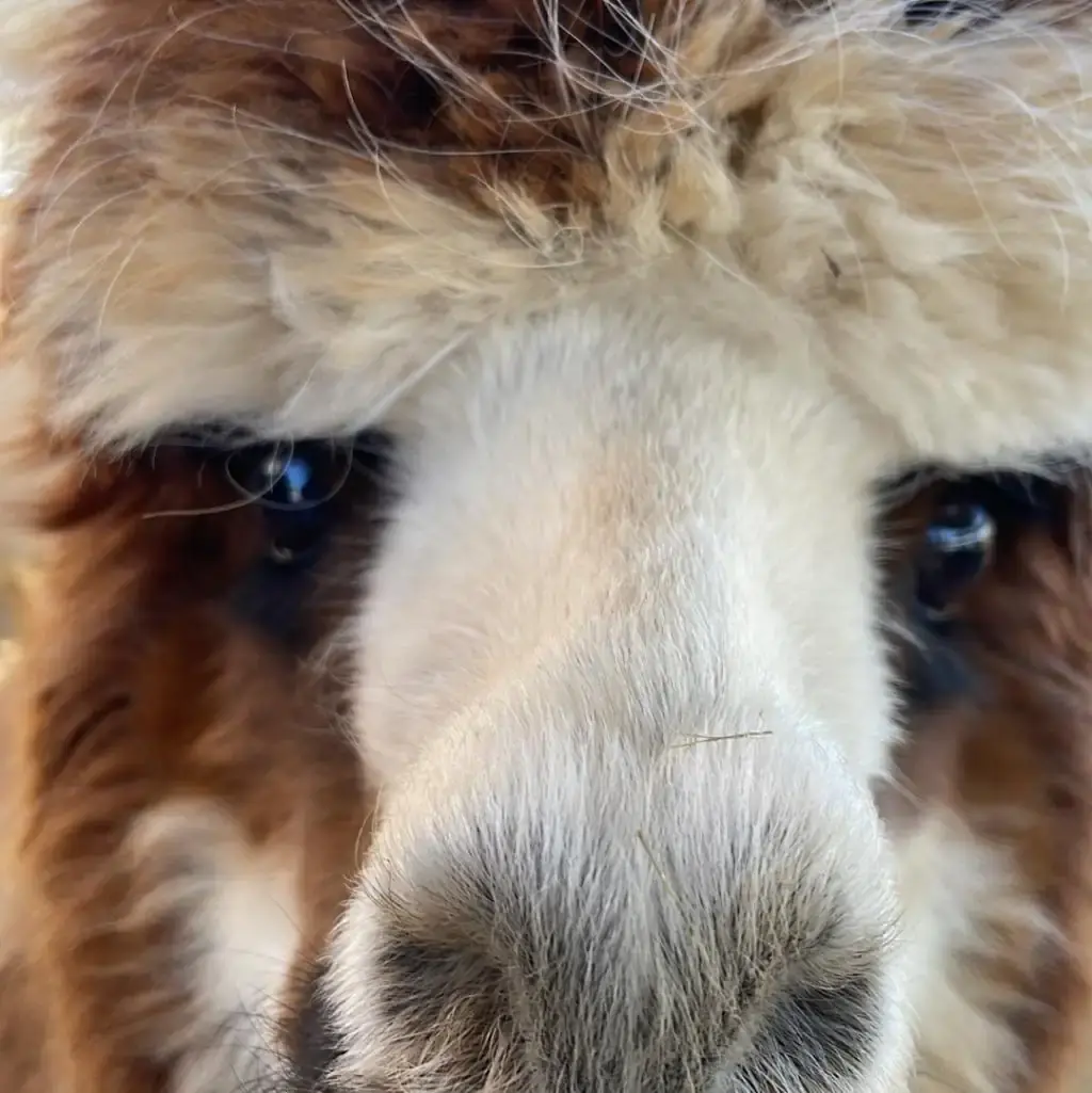 Explore Island Alpaca on Martha's Vineyard