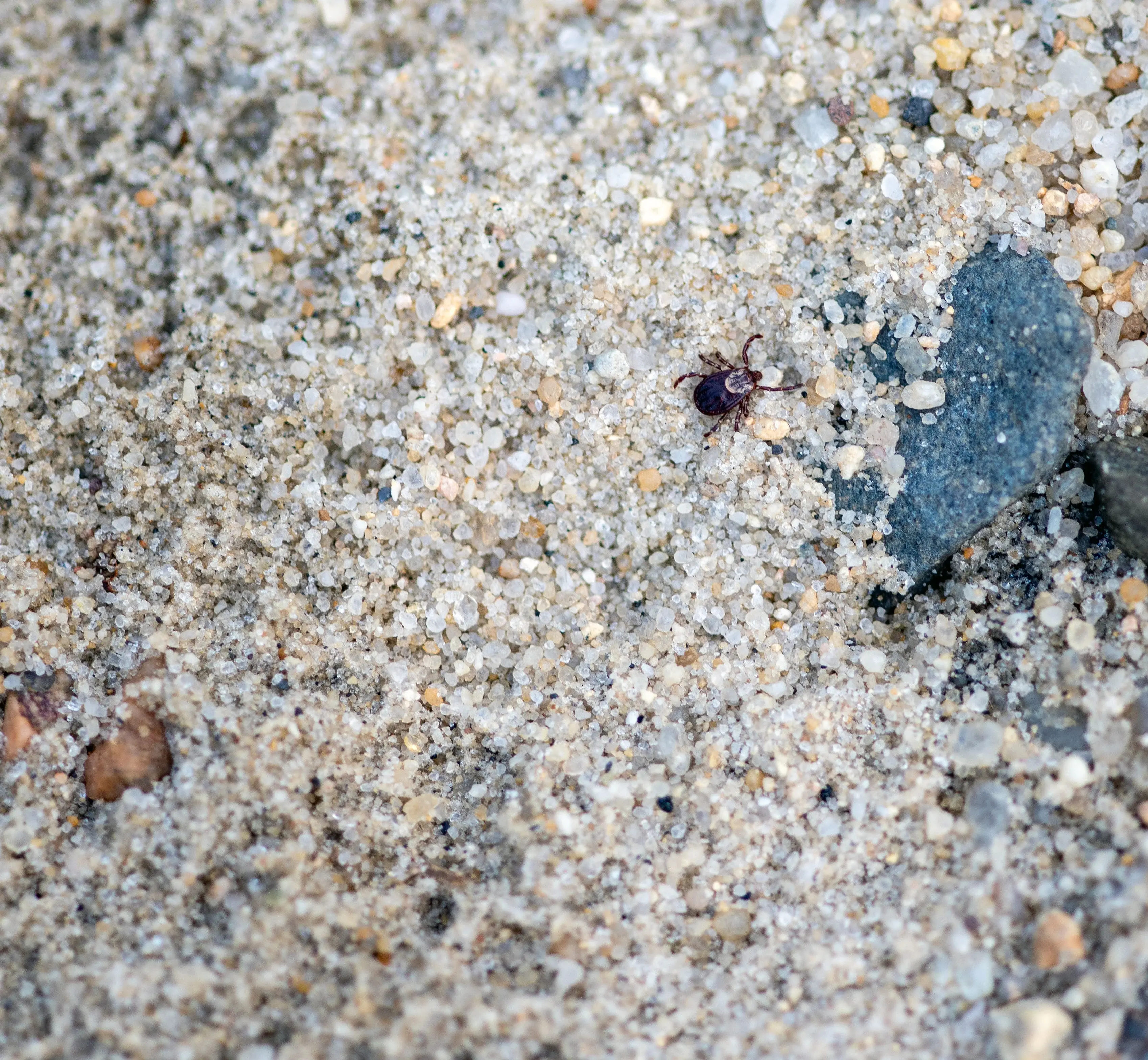 Martha's Vineyard Tick Guide — Safety & Prevention Tips